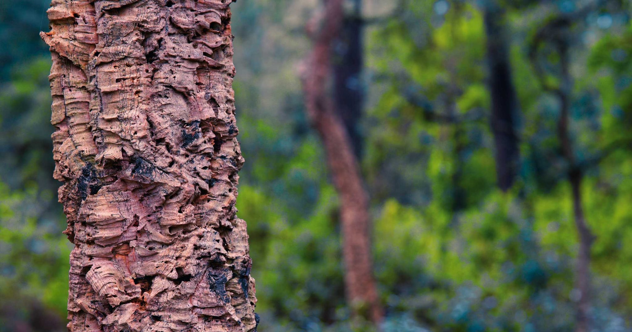Is Cork Eco-Friendly? - All You Need To Know Guide - Watson Wolfe